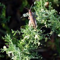 10,000 decares of farm lands under locust invasion in Turkey’s Mardin ...