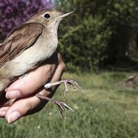 African nightingale spends lifetime migrating to Turkey