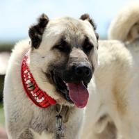 Turkish shepherd dogs come to French sheep’s rescue - Türkiye News