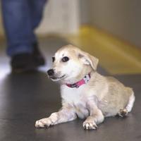 Wounded puppy ‘Kuzey’ recovering