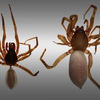Turkish scientists discover new spider species in Northern Cyprus