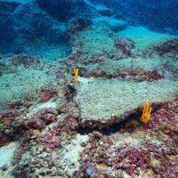 World’s oldest shipwreck found in Mediterranean, say officials