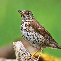 Fieldfare migration puts juniper at risk - Türkiye News