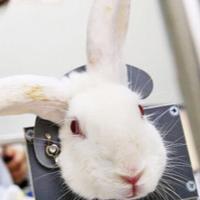 New association aims at stopping vivisection in Turkey - Türkiye News