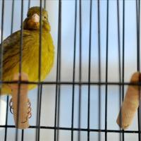 Trained Russian canaries to perform classical works in Turkey