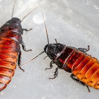 Insect farm's cockroaches find buyers in Turkey's south - Türkiye News