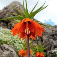 Inverted tulip blooms in Turkey’s east
