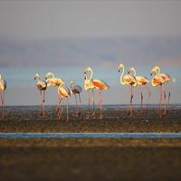 Branded flamingo from France journeys to Turkey