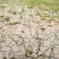 Poor irrigation main cause of water loss, data shows - Türkiye News