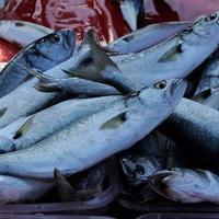 Fish of Marmara Sea can be consumed despite mucilage: Minister ...