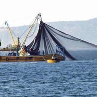 Fish caught from Marmara Sea safe to eat, say experts - Türkiye News