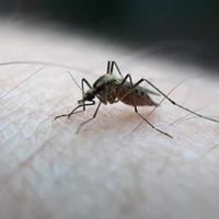 Istanbul’s 7 districts breeding grounds of mosquitoes, map shows ...