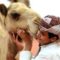 Saudi camel beauty pageant hit by botox