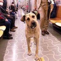 Istanbul’s beloved stray dog adopted by businessman - Türkiye News