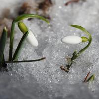 Penalty for picking snowdrop in Mt Spil rises to $8,070 - Türkiye News