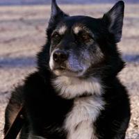 K-9 featured in Netflix’s ‘Rescued by Ruby’ euthanized