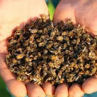 Türkiye struggles with mass bee deaths - Türkiye News
