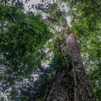 Scientists reach tallest tree ever found in Amazon