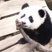 Male panda at Dutch zoo turns out to be female
