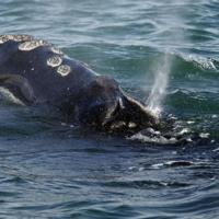 Vanishing right whale must remain on endangered list