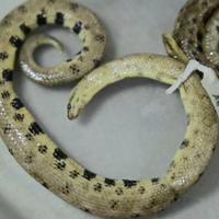 New dwarf boa found in Amazon