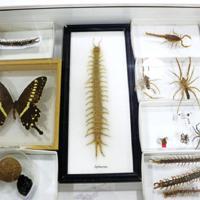Museum displays insect species