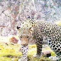 Anatolian leopard DNA in World Gene Bank