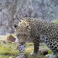 Endangered Anatolian leopard spotted once again in Türkiye - Türkiye News