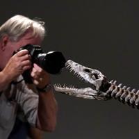 Sotheby’s to auction fossilized skeletons of predators