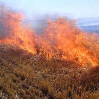 ‘88 pct of fires break out due to human-induced reasons’ - Türkiye News