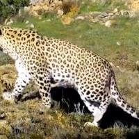 Illegal hunting of Anatolian leopard nets 1.2 mln liras fine - Türkiye News