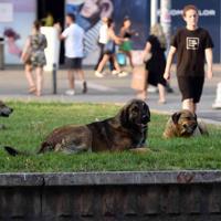 Running wild: Stray dogs threaten rare Balkan lynx