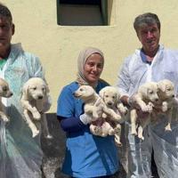 Ministry’s purebred Turkish dogs in high demand - Türkiye News