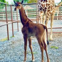 Rare spotless giraffe is born at Tennessee zoo