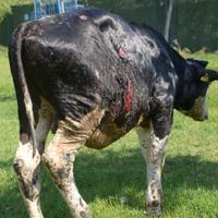 Bull injured in wildfire under treatment in animal farm - Türkiye News