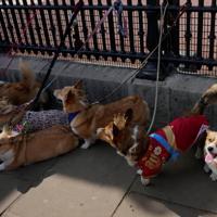 Corgis parade to remember Queen Elizabeth II