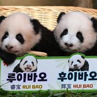 South Korea names its twin panda 'treasures'