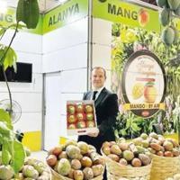 A grower working hard to make Turkish mango global brand - Latest News