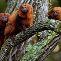 Saving Brazil's golden monkey, one green corridor at a time