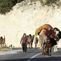 Turkish nomads embark on winter migration - Türkiye News