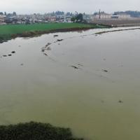 Extreme downpours in Hatay cause floods, damage fields - Türkiye News