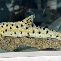 Discovery of endangered leopard barbel fish hailed in Türkiye