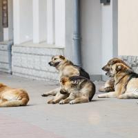 Academic in Istanbul proposes humane solution to stray dogs - Türkiye News