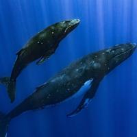 Scientists solve whale song mystery