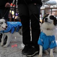 Istanbul Airport introduces therapy dogs to soothe passengers - Türkiye ...