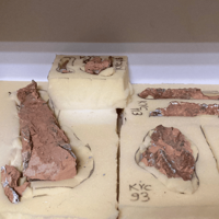 Türkiye's largest skeleton collection in Denizli