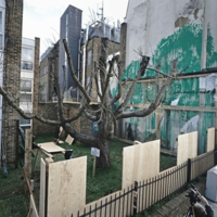 Banksy tree mural fenced off after apparent vandalism