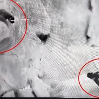 Endangered species encounter on Mount Cudi captured - Türkiye News