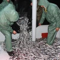 Anchovy makes the cut in fishing: Official data - Latest News