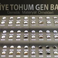 Seed gene banks ensure plant diversity amid climate challenges ...